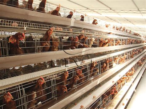 Chicken Layer Cages For Sale For 30000 Chickens In Uganda Poultry