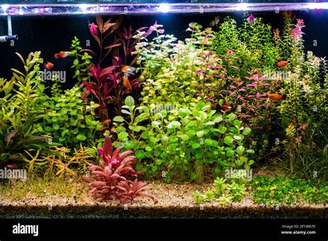 Submerged Freshwater Aquatic Plants Identification
