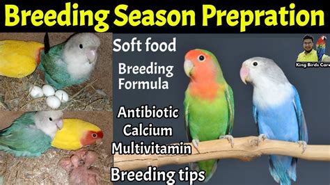 Lovebird Breeding Season Preparation Lovebirds Breeding Tips