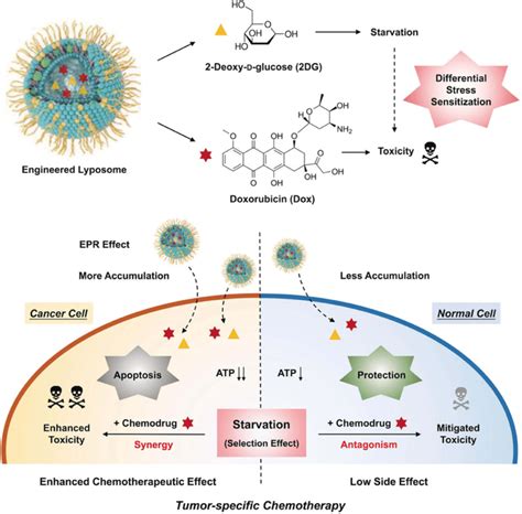 Schematic Illustration Of Engineered Liposome Nanomedicines And Their