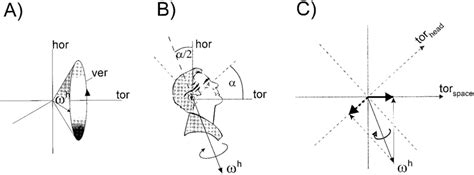 A During Circular Head Shaking In The Cw Direction The Angular Download Scientific Diagram