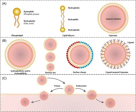 A Schematic View Of A A Liposome Structure B An Antigen Conjugated