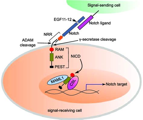 The Canonical Notch Signaling Pathway The Interaction Between Notch