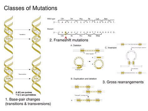 Ppt Classes Of Mutations Powerpoint Presentation Free Download Id