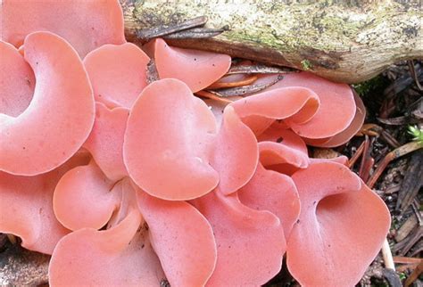 Triplicity Rulers Luzie Selene Lonsdale Astrology