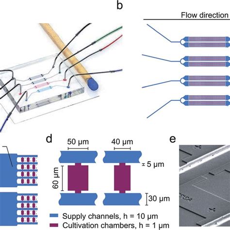 Microfluidic Single Cell Cultivation Device Developed For Air Bubble Download Scientific