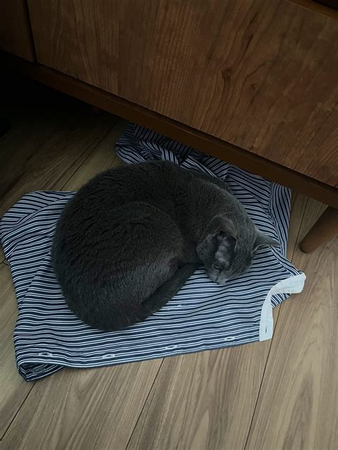 エイコ🐈‍⬛🐈‍⬛ On Twitter ウシオさんの抜け殻の上でくつろぐ愛猫