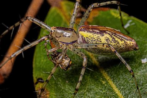 Adult Lynx Spider Stock Image Image Of Green Peucetia 258932983
