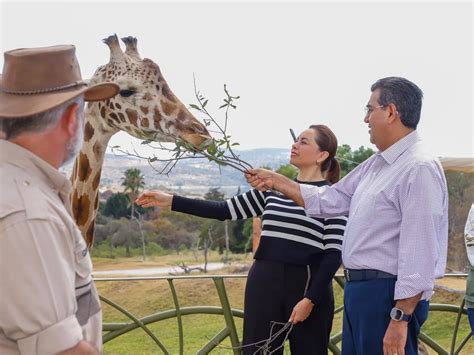 Cuál es el estado de salud de la jirafa Benito después de su traslado a Puebla Infobae