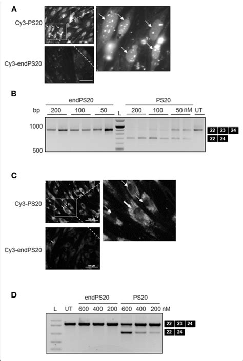 Ps Dependent Cellular Uptake And Nuclear Accumulation Of 2ome