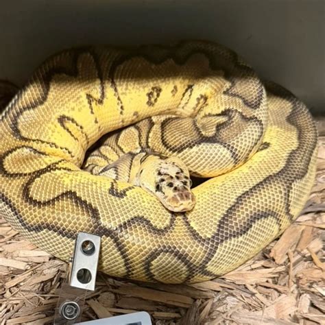 Rtb Ghi Mojave Enchi Red Stripe Dg Clown Project Ball Python By Inky Clouds