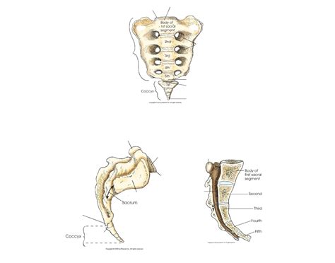 Labeling Sacrum And Coccyx Quiz