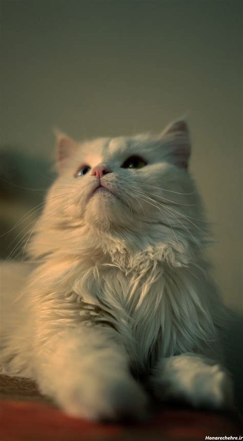 35 عکس از والپیپر گربه کیوت برای عاشقان حیوانات