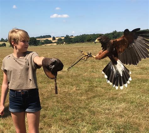Harris Hawk Falconry