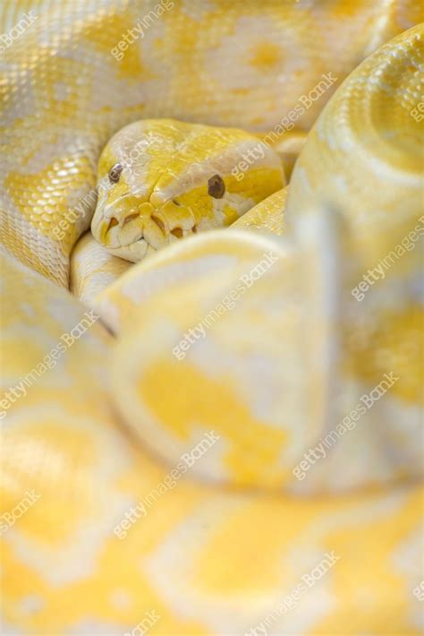 Python Molurus With Colour Mutations 이미지 493838148 게티이미지뱅크