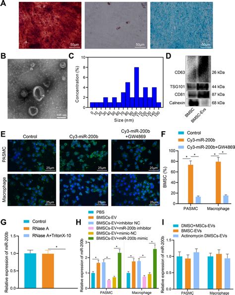 BMSC EVs Transfer MiR 200b To Alveolar Macrophages A Osteogenic