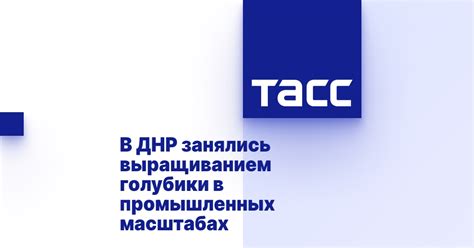 В ДНР занялись выращиванием голубики в промышленных масштабах