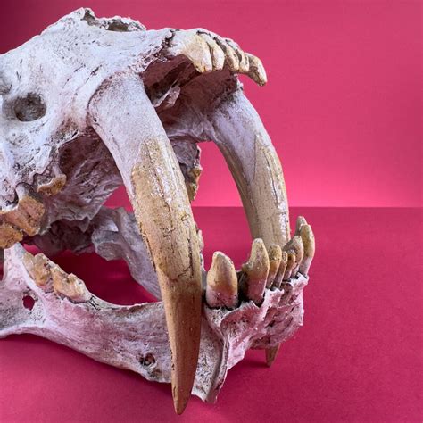 Museum Quality Smilodon Fatalis Resin Skull Replica Pleistocene Saber
