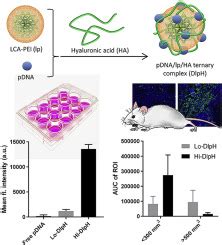 石胆酸 聚乙烯亚胺缀合物基因传递的体外和体内差异 Biomaterials X MOL