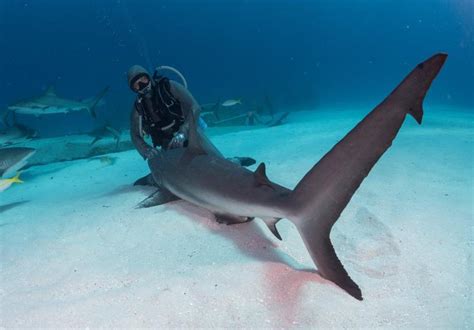 Cristina Zenato On Linkedin Sharks Speak Their Own Language Its Up