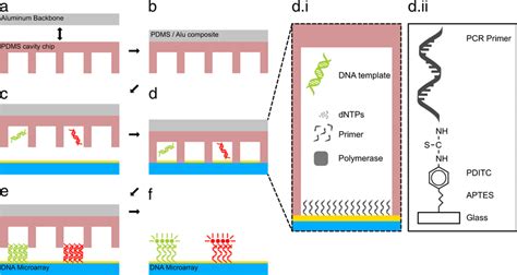 Schematic Representation Of The Solid Phase Pcr Process The