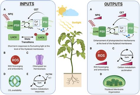 Inputs And Outputs Of Photosynthesis