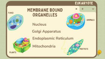Comparing Prokaryotes And Eukaryotes Instructional Powerpoint By Mistralla