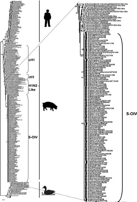 Phylogenetic Analysis Of Swine Origin Influenza A H1n1 Consensus