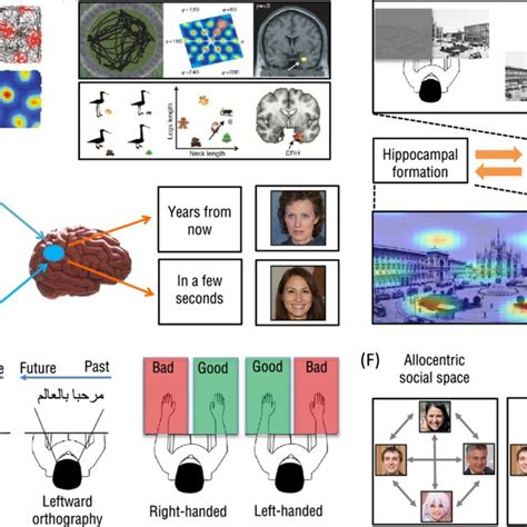 Allocentric And Egocentric Organization Of Spatial And Nonspatial Download Scientific Diagram