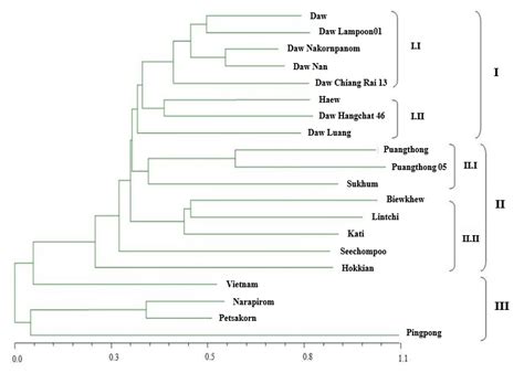 dendrogram illustrating genetic relationships among 20 longan