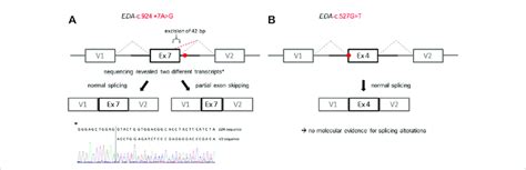 Schematic Illustration Of The Exon Trapping Assays Displaying The
