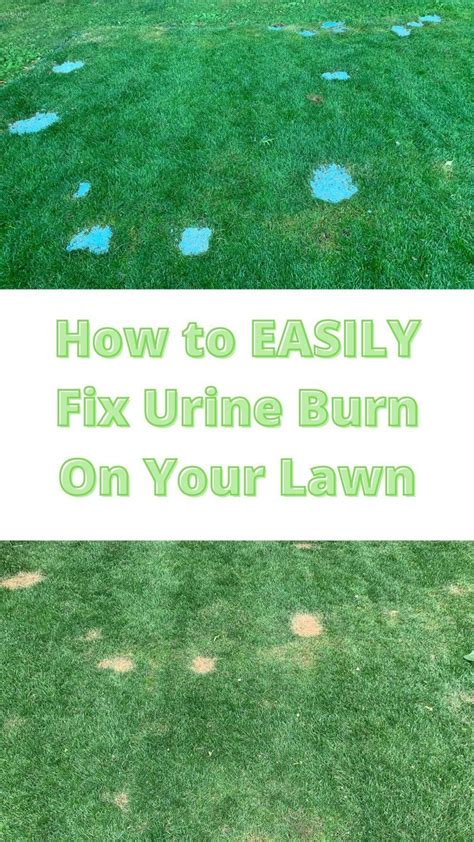 An Image Of How To Easily Fix Urine Burn On Your Lawn