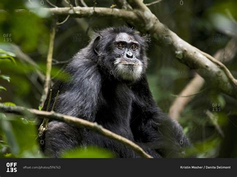 Africa Uganda Kibale National Park Ngogo Chimpanzee Project Male