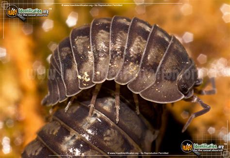 Rolly Polly Bug Life Cycle