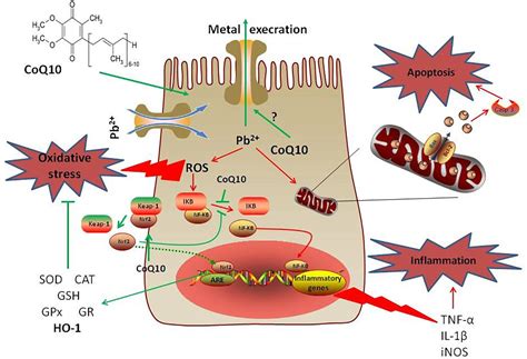 Frontiers Coenzyme Q10 Activates The Antioxidant Machinery And