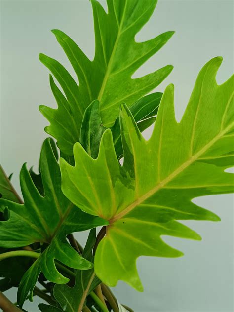 Philodendron Xanadu Dwarf Variegata Xl Welovetropicalplants