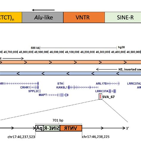 Sva Structure And Schematic Representation Of The Mapt Locus On