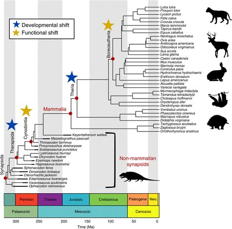 Time Calibrated Phylogeny Of Sampled Synapsid Taxa Thick Lines First