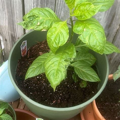 🔥 Why Are There Black Spots On My Carolina Reaper Leaves