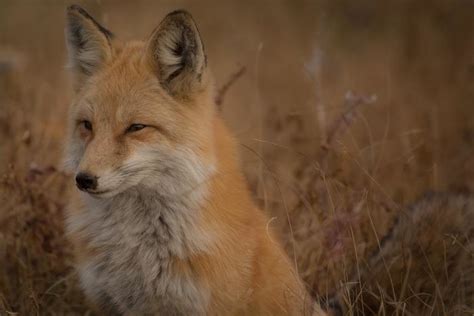 狐ってどんな動物その生態と特徴意外なかわいい性格などを紹介 あにまろる