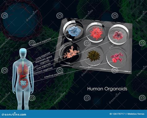 Human Organoids Royalty Free Cartoon 126170717