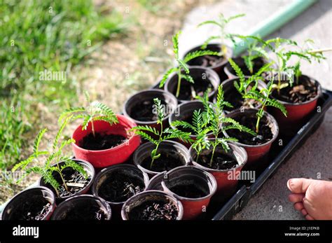 Seedlings In Pots Outdoors Stock Photo Alamy