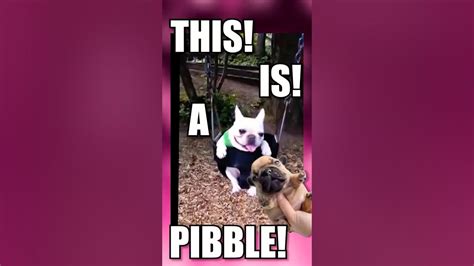Cute Pibbles Shorts Youtube