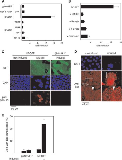 Activation Of P53 Transcriptional Activity A Transcription Factor
