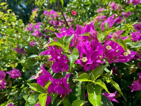 ブーゲンビリアの育て方剪定や冬越しの方法花が咲かない理由は HORTI ホルティ by GreenSnap