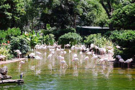 Tourist Guide To Kowloon Park In Hong Kong