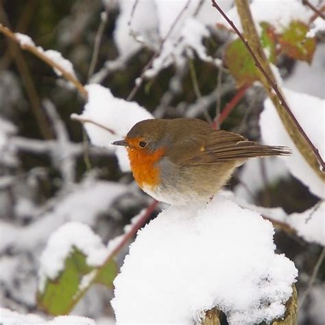 Robin Coombs Junglekey Fr Wiki