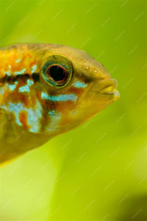 Premium Photo Detail Of Head Of Apistogramma Fish