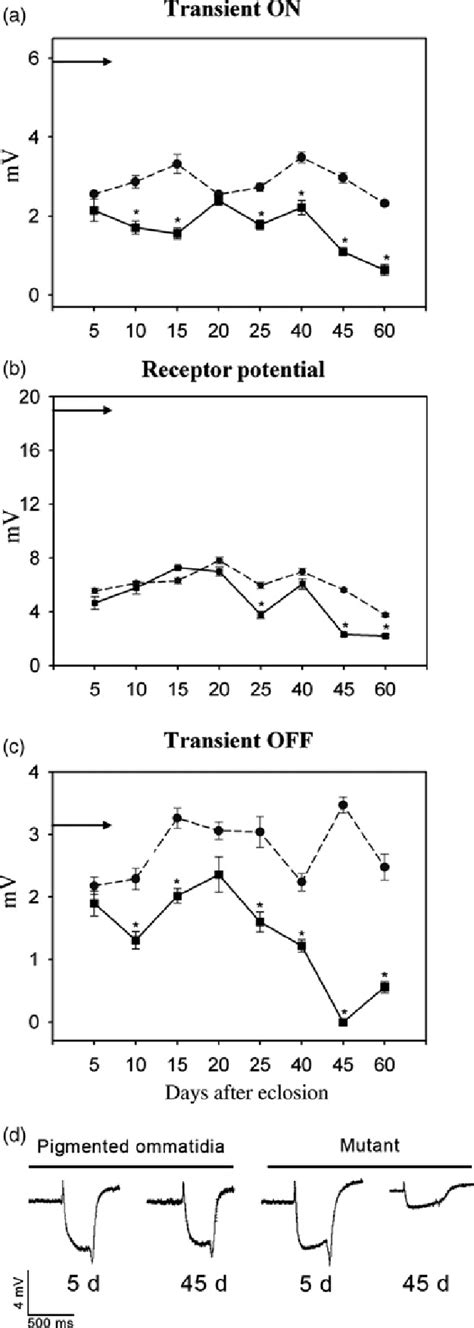 Time Course Of Electroretinogram Related Parameters In Mosaic Flies Download Scientific Diagram