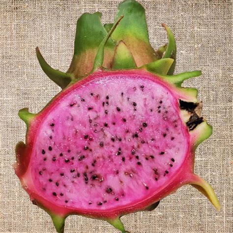 Dragon Fruit Archives Dragons Alley Nursery